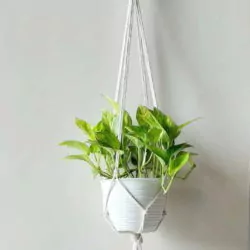 14 Pilihan Bunga Gantung di Teras Rumah Agar Terlihat Cantik