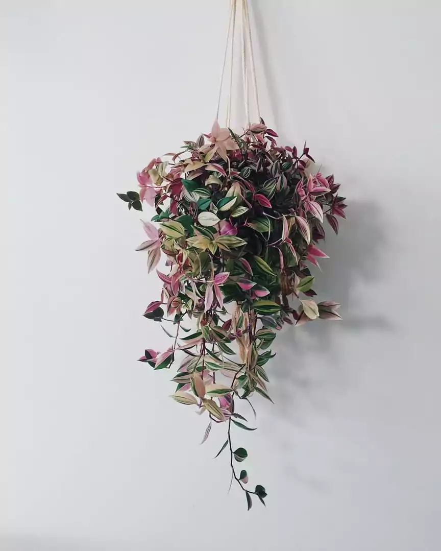 14 Pilihan Bunga Gantung di Teras Rumah Agar Terlihat Cantik